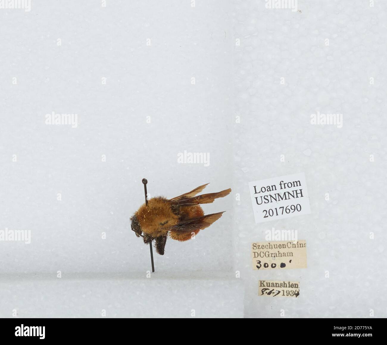 Kuanshien, Sichuan, China, Bombus (Tricornibombus) atripes Smith ...