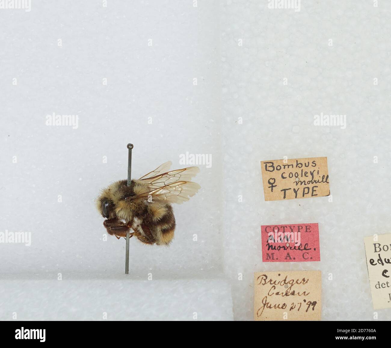 Bridger, Carbon, Montana, United States, Bombus (Pyrobombus) bifarius ...