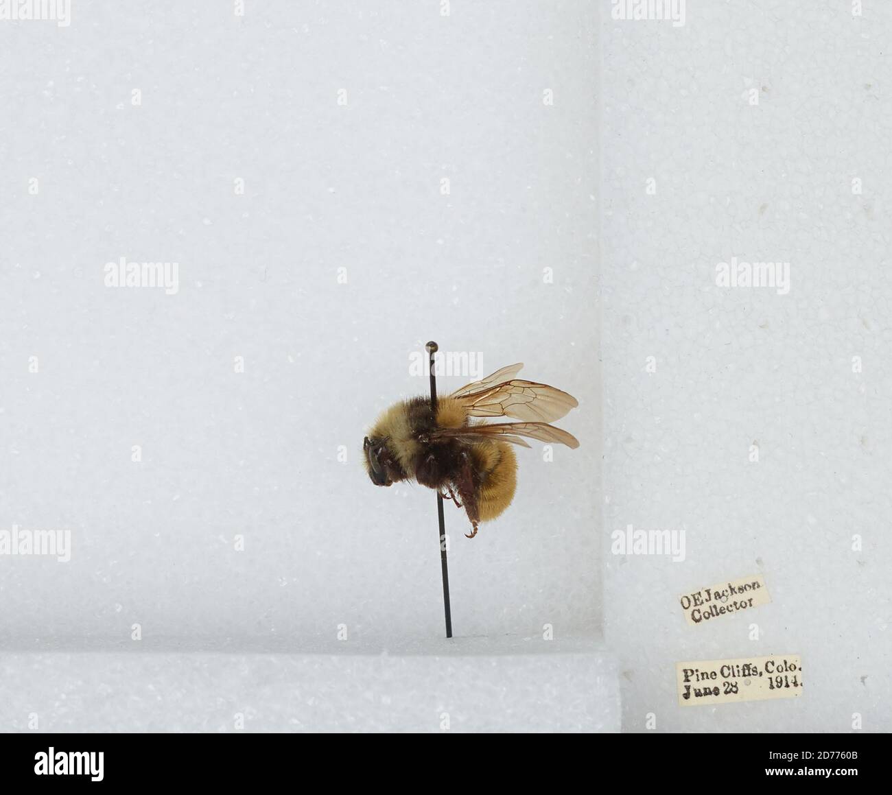 Pine Cliffs, Colorado, United States, Bombus (Subterraneobombus ...