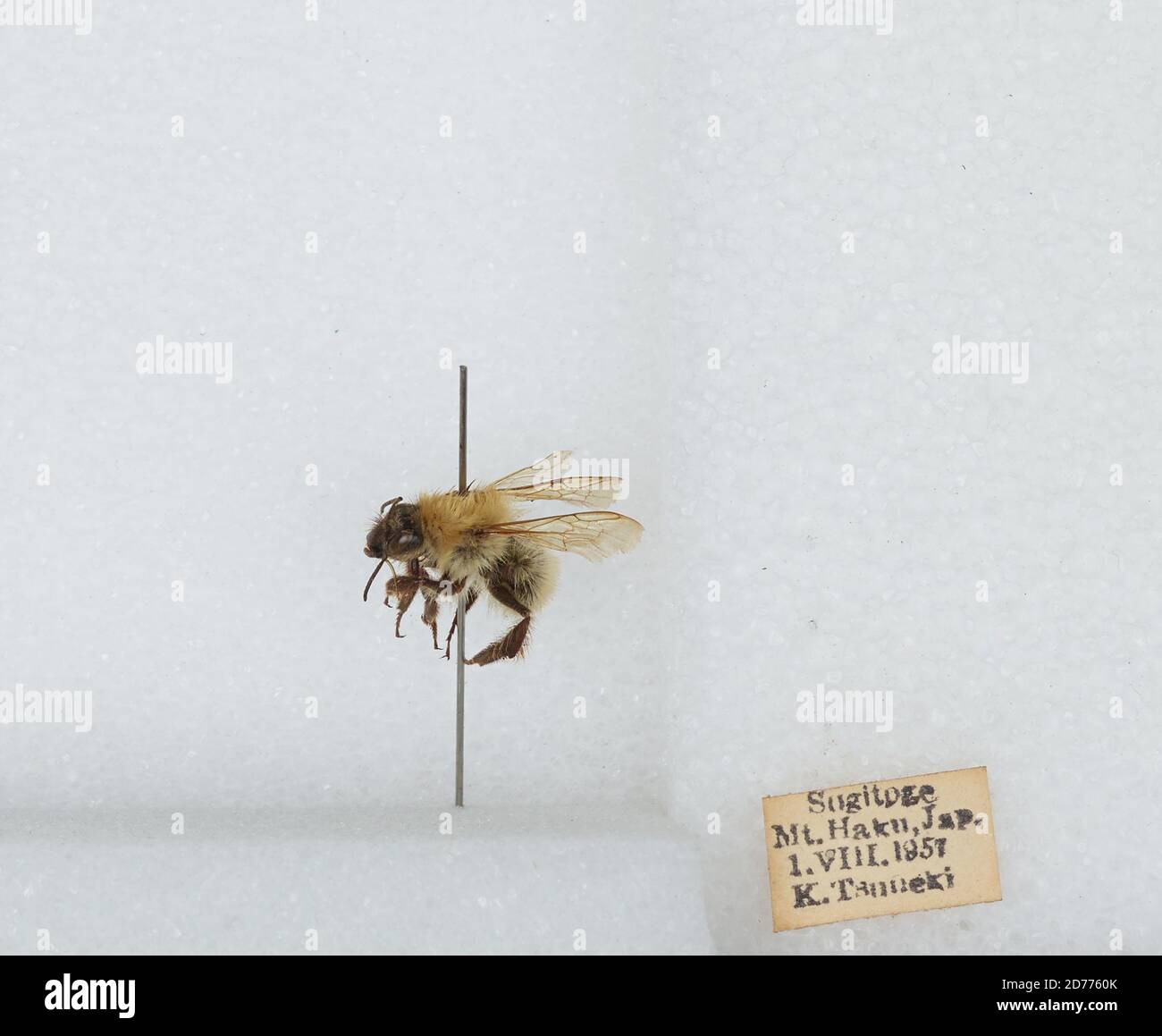 Mt. Haku, Sugitoge, Japan, Bombus (Diversobombus) diversus Smith ...