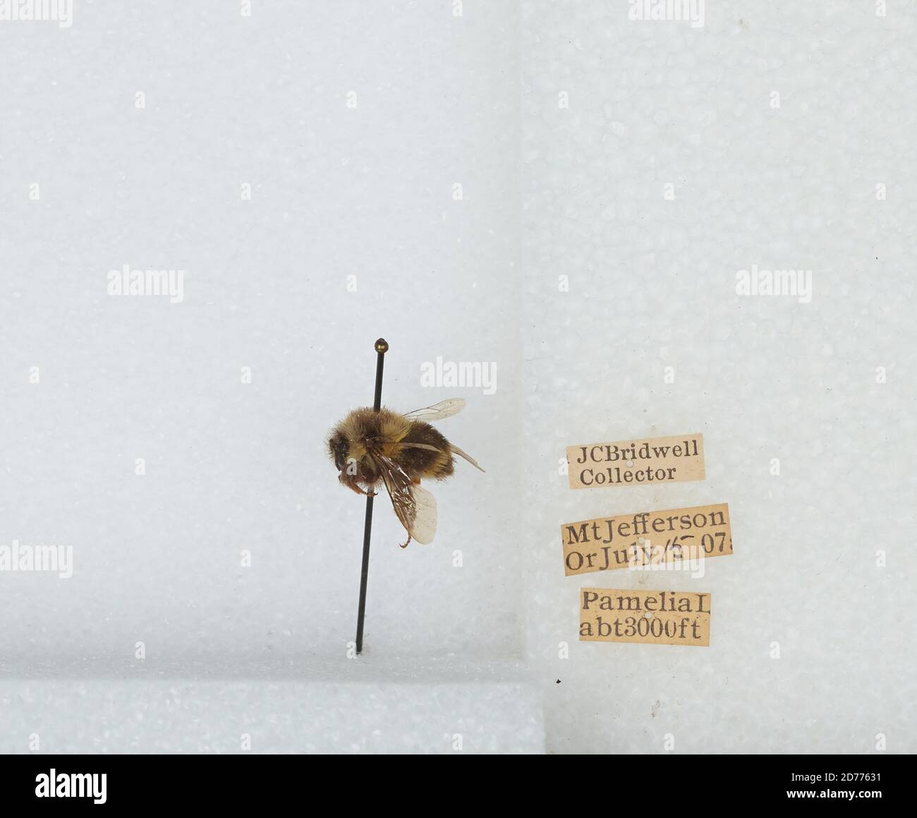 Pamelia Lake, Mount Jefferson, Linn, Oregon, United States, Bombus ...