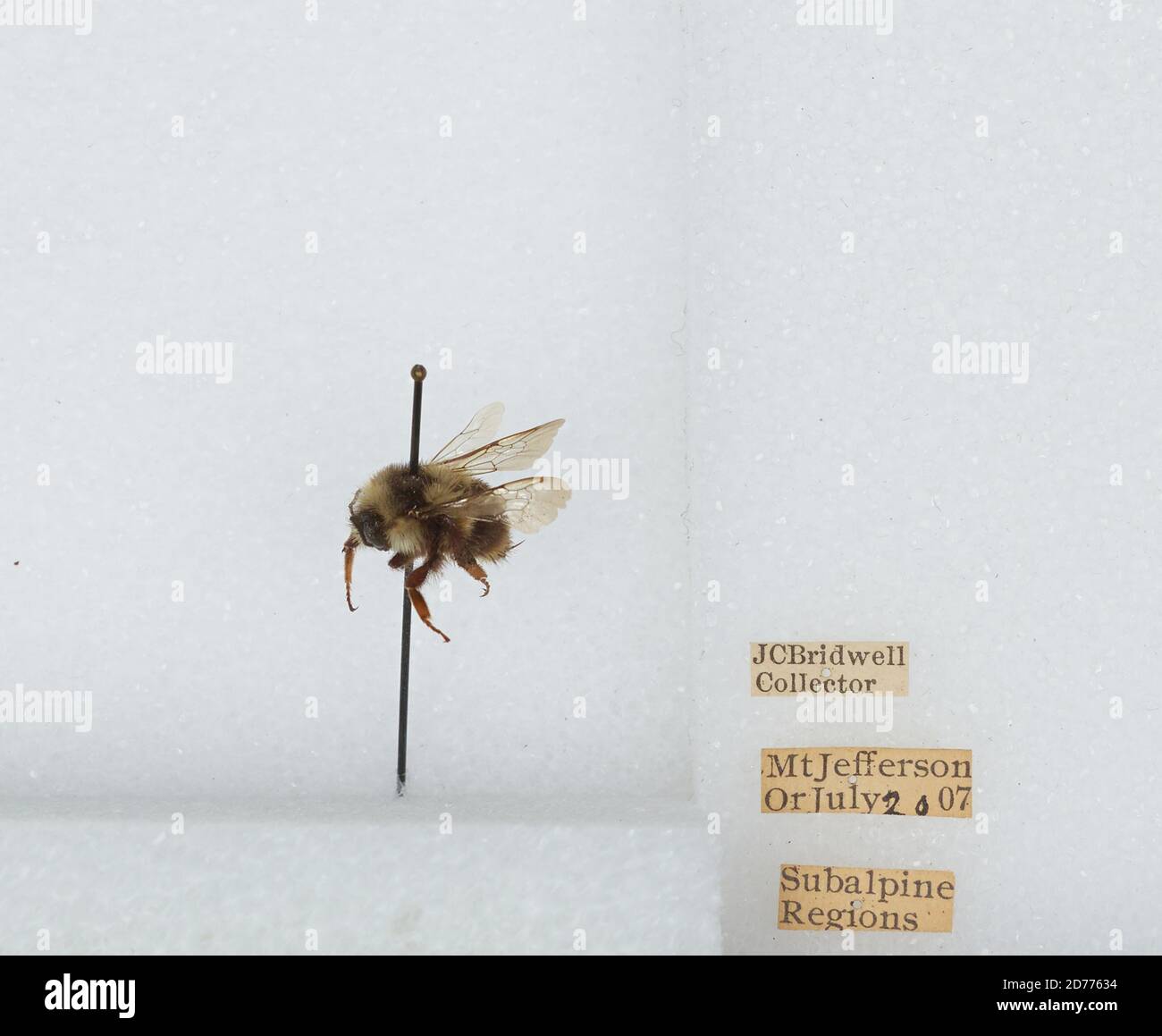 Mount Jefferson, Subalpine Regions, Oregon, United States, Bombus ...