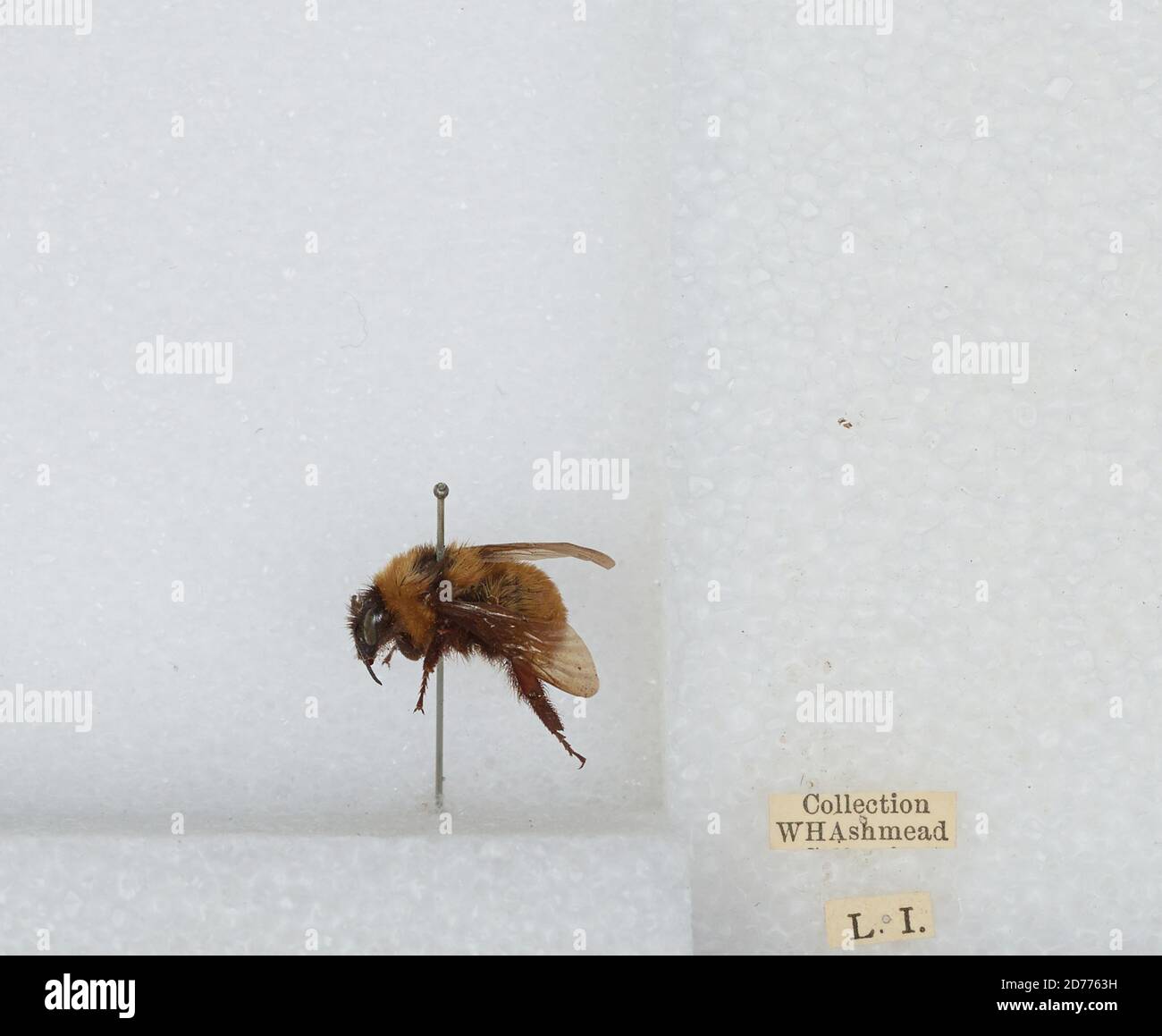 Bombus (Fervidobombus) fervidus fervidus (Fabricius), Animalia ...