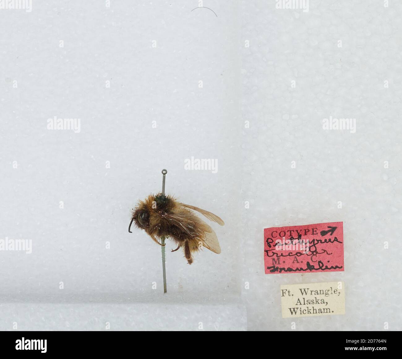 Fort Wrangel, Wrangell Island, Wrangell, Alaska, United States, Bombus ...