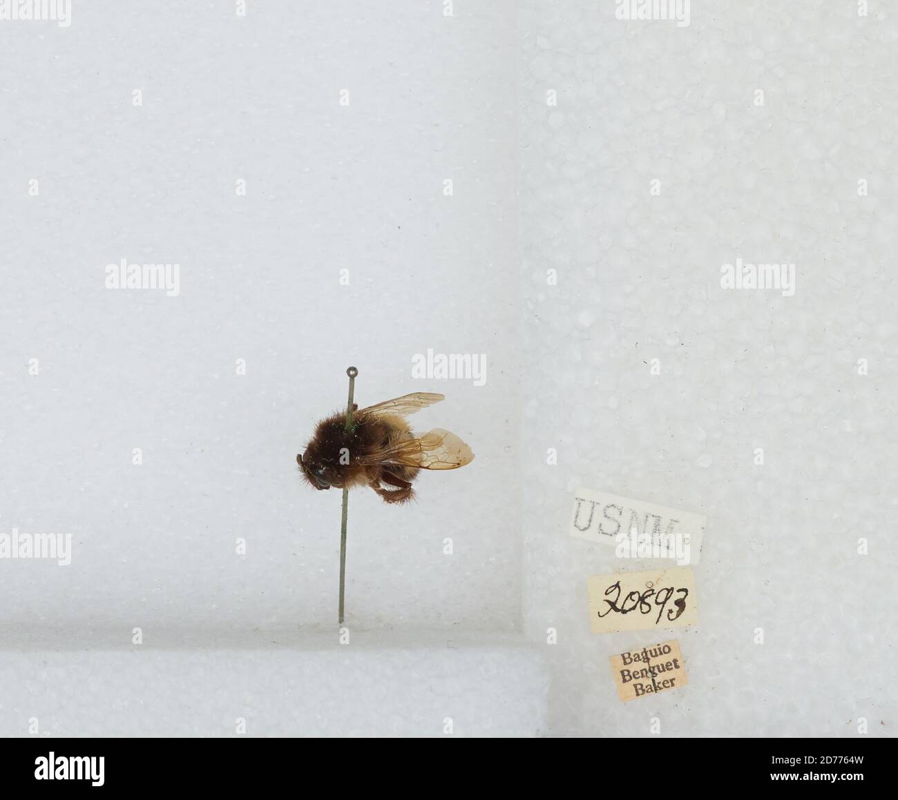 Baguio, Benguet, Philippines, Bombus (Pyrobombus) flavescens Smith ...