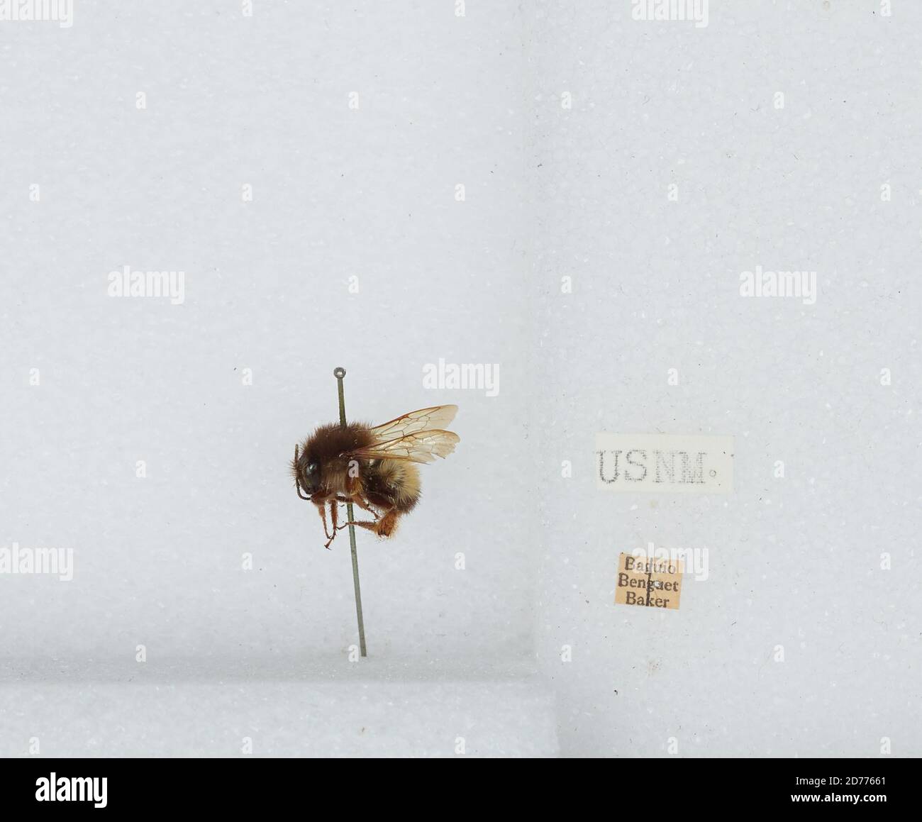 Baguio, Benguet, Philippines, Bombus (Pyrobombus) flavescens Smith ...