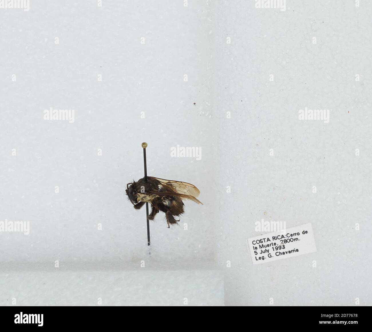 Cerro de la Muerte, San Jose, Costa Rica, Bombus (Pyrobombus ...