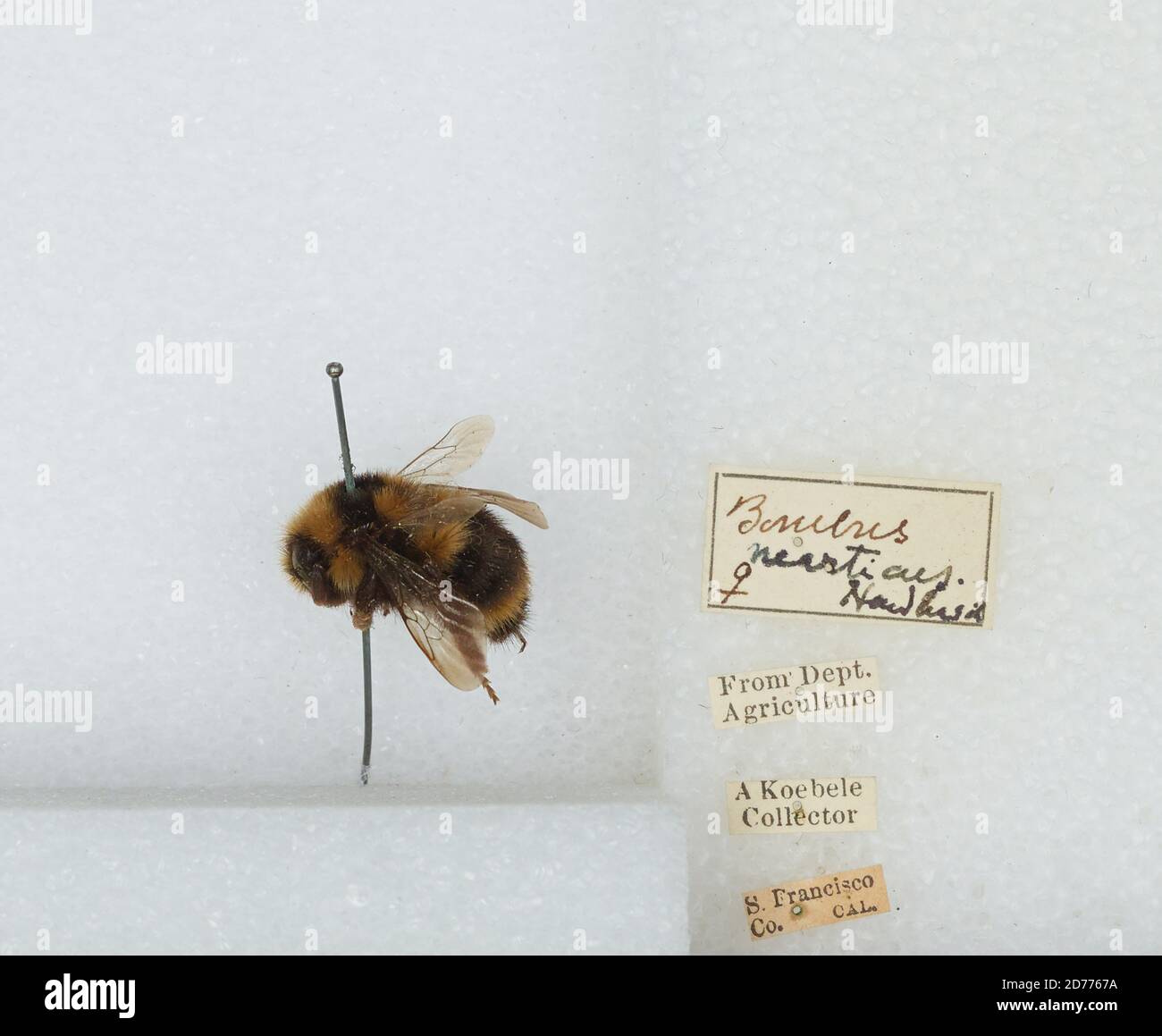 San Francisco, California, United States, Bombus (Pyrobombus) bifarius ...