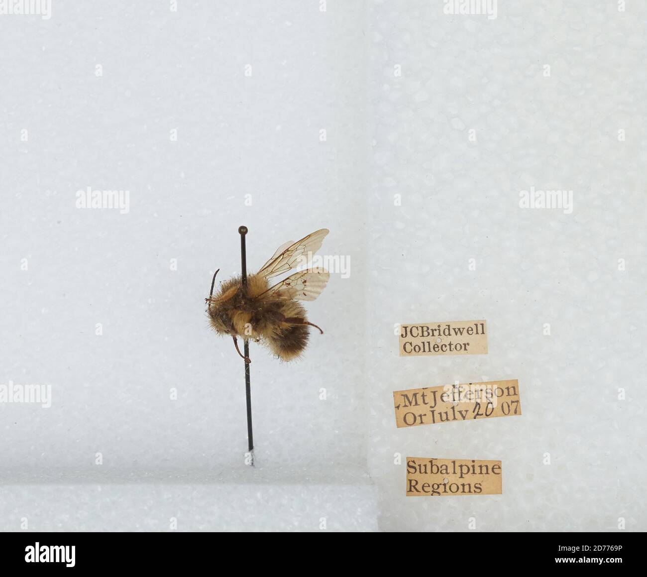 Subalpine Regions, Mount Jefferson, Linn, Oregon, United States, Bombus ...