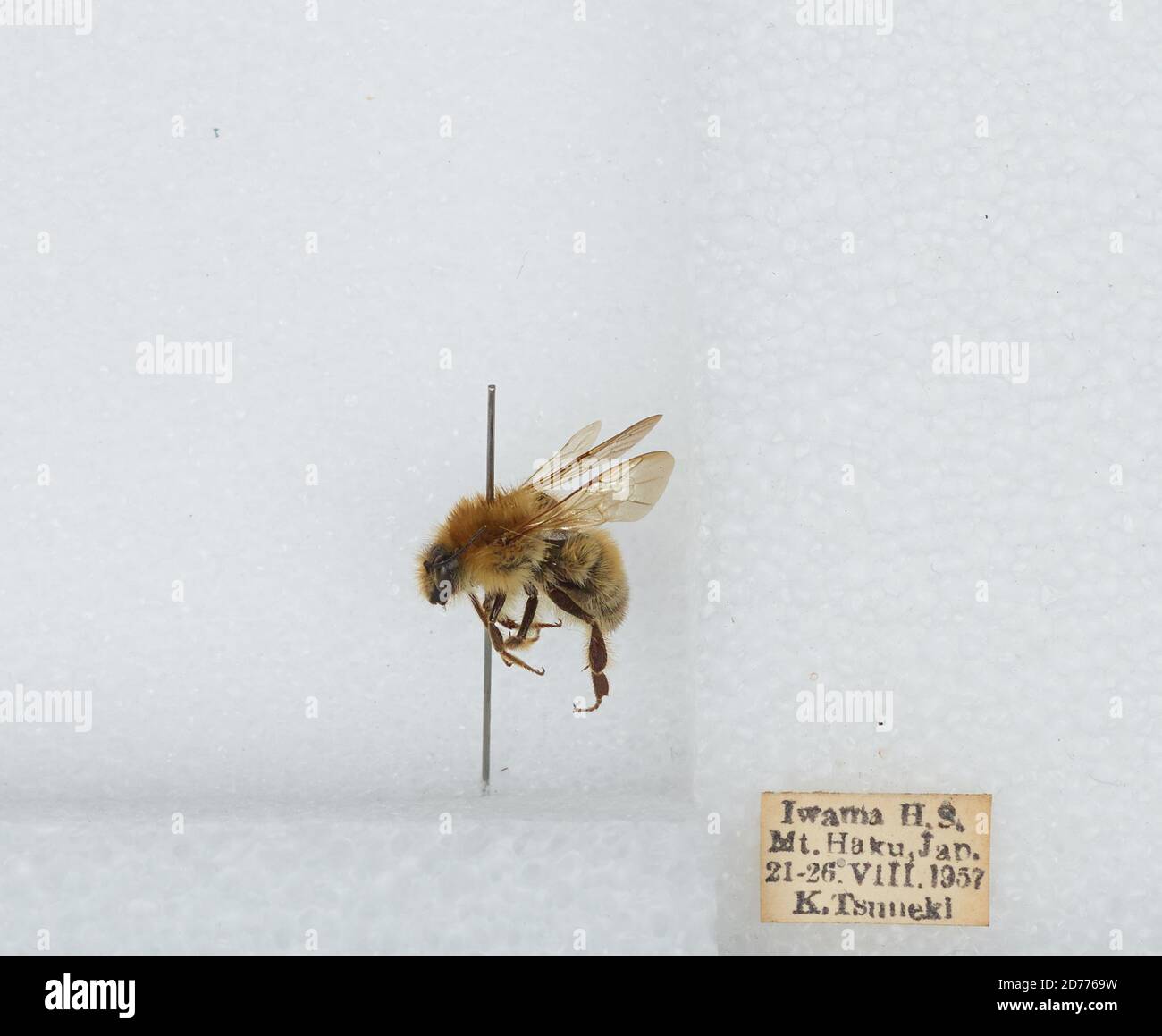 Mt. Haku, Japan, Bombus (Diversobombus) diversus Smith, Animalia ...