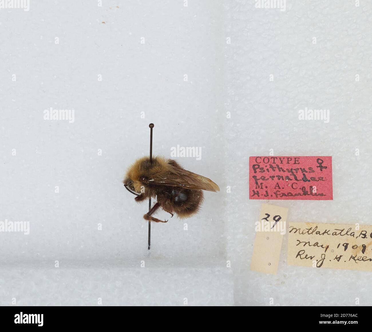 Metlakatla, British Columbia, Canada, Bombus (Psithyrus) fernaldae ...
