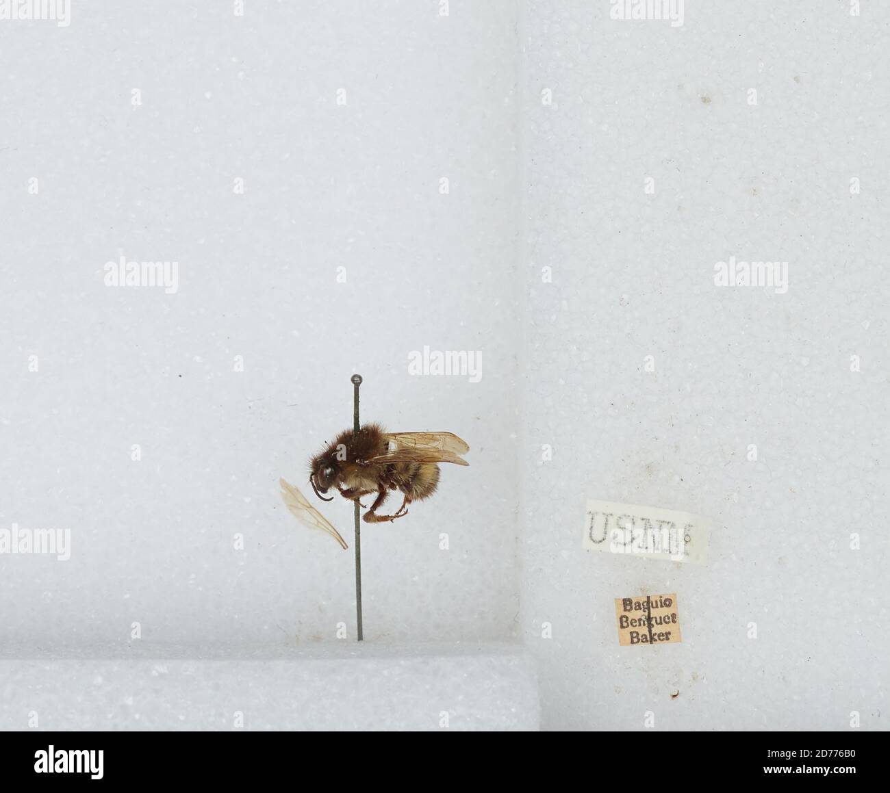 Baguio, Benguet, Philippines, Bombus (Pyrobombus) flavescens Smith ...