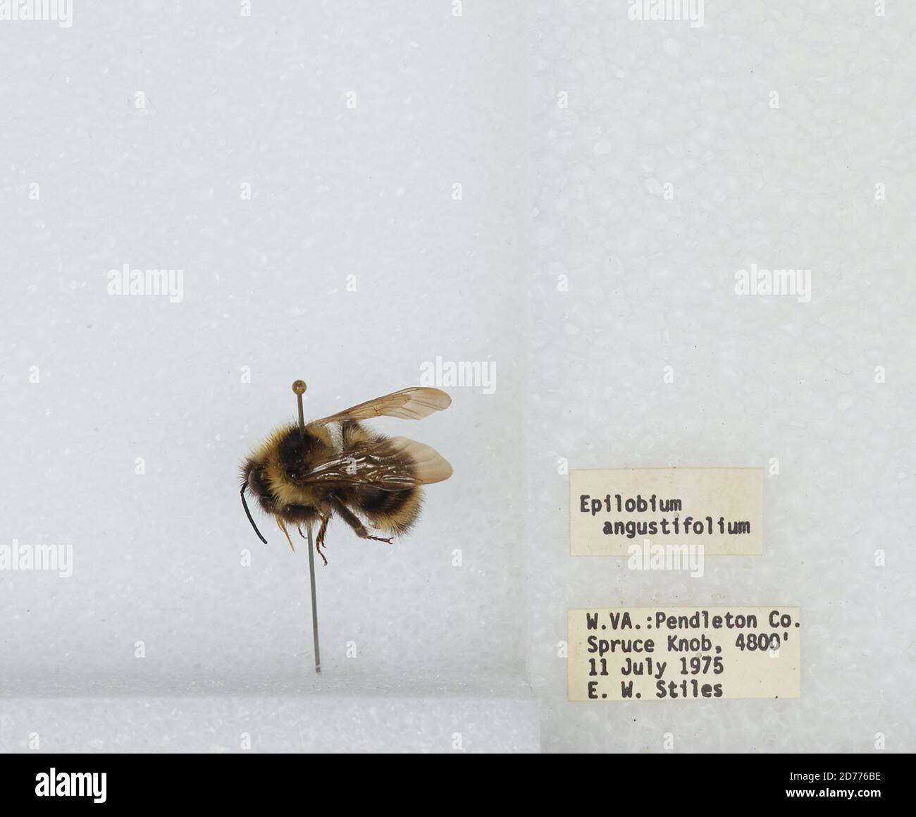 Spruce Knob, Pendleton, West Virginia, United States, Bombus (Psithyrus ...