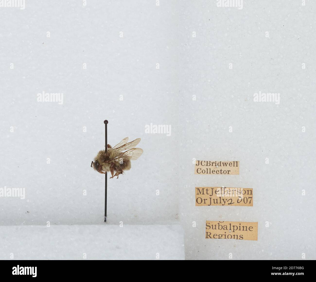 Subalpine Regions, Mount Jefferson, Linn, Oregon, United States, Bombus ...