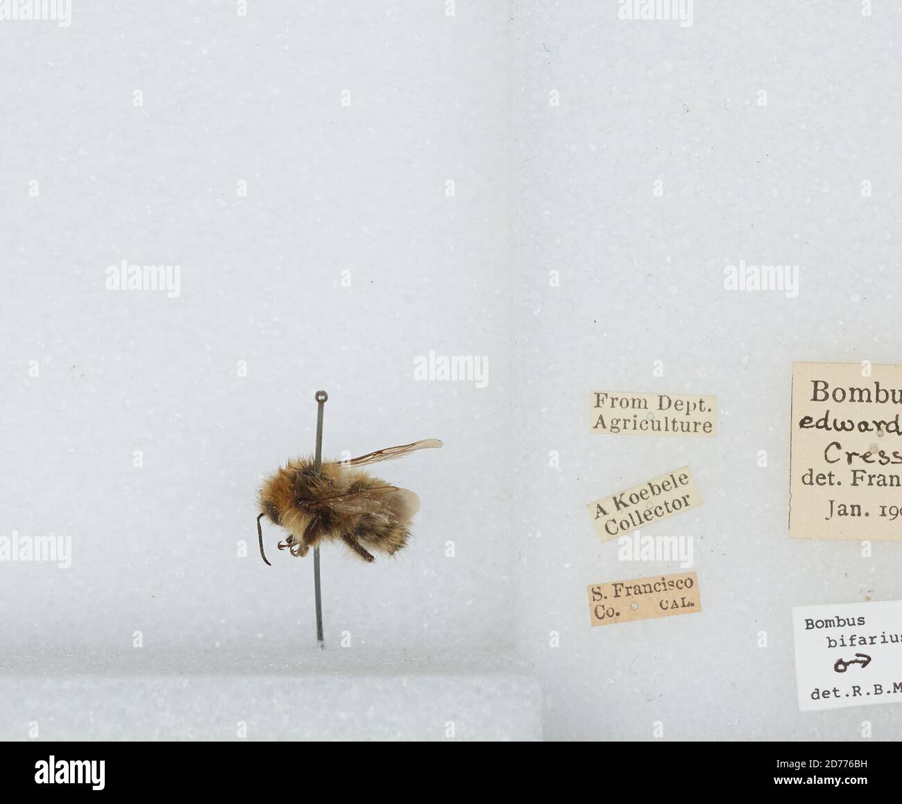 San Francisco, California, United States, Bombus (Pyrobombus) bifarius ...