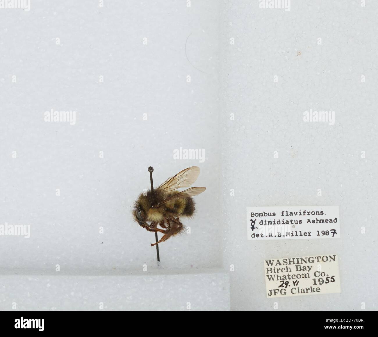 Birch Bay, Whatcom, Washington, United States, Bombus (Pyrobombus ...