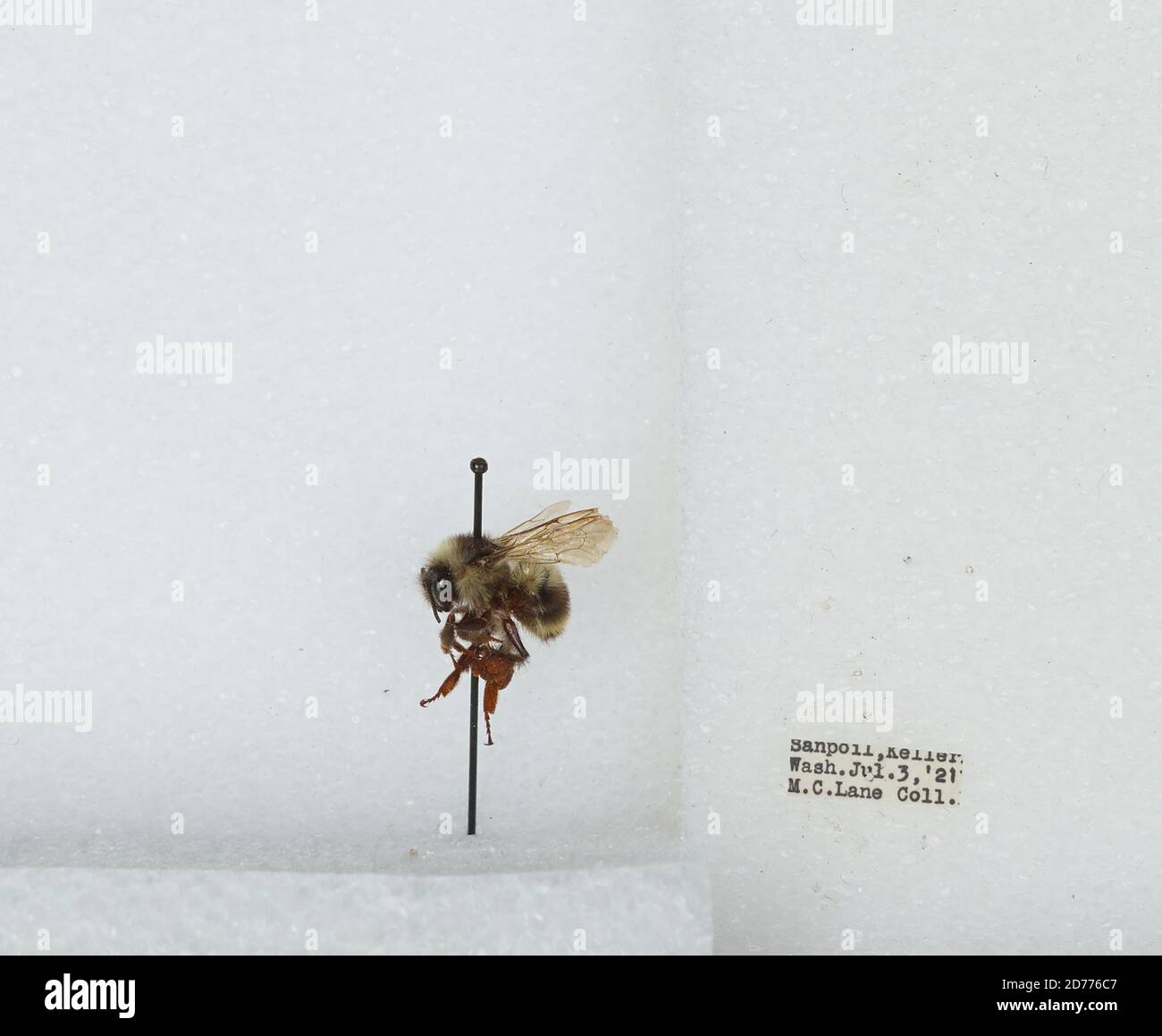 Sanpoil, Keller, Washington, United States, Bombus (Pyrobombus ...