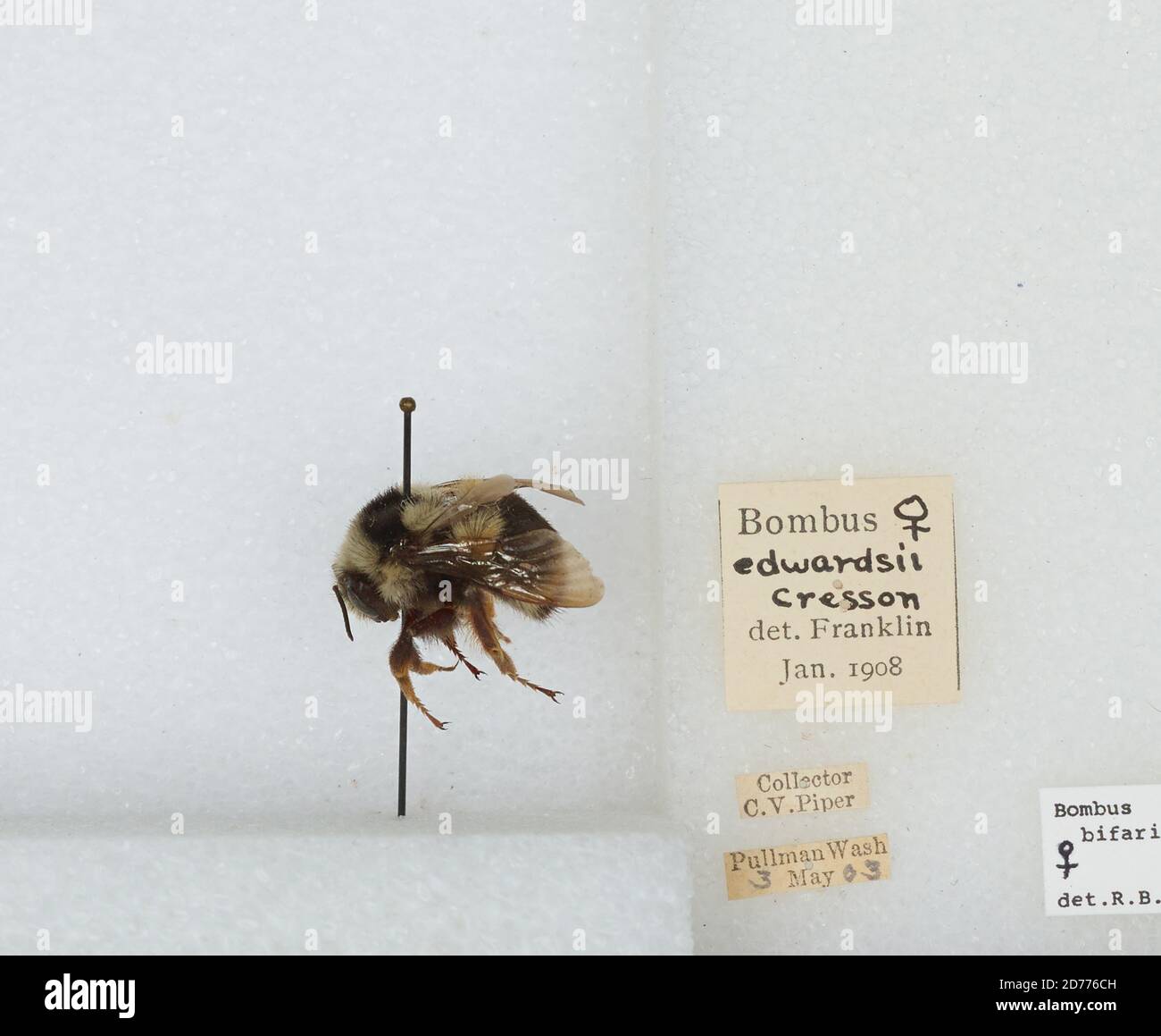 Pullman, Whitman, Washington, United States, Bombus (Pyrobombus ...