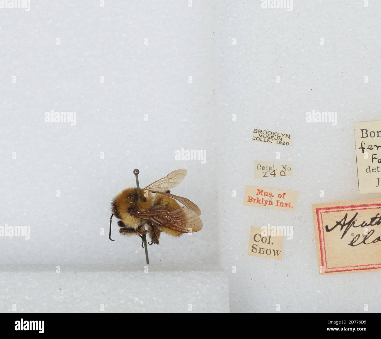 Bombus (Fervidobombus) fervidus fervidus (Fabricius), Animalia ...