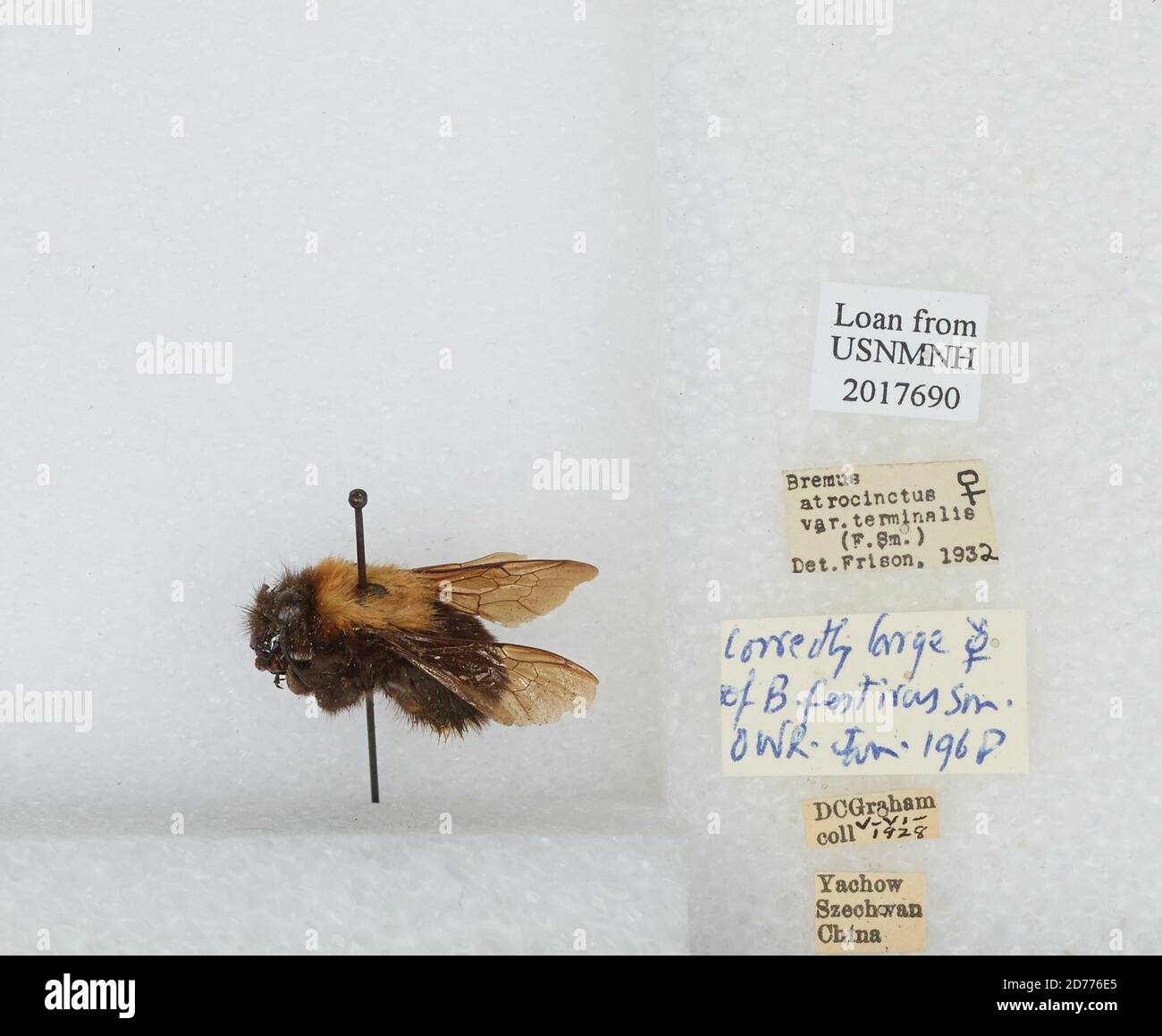 Yucheng, formerly Yachow, Sichuan, China, Bombus (Festivobombus ...