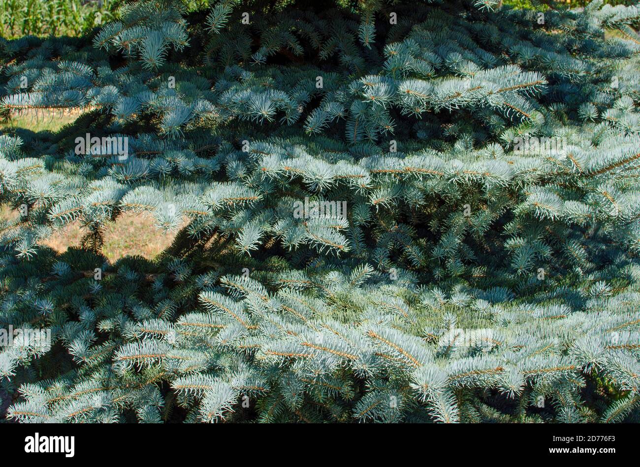 Branches of a beautiful blue spruce Stock Photo - Alamy