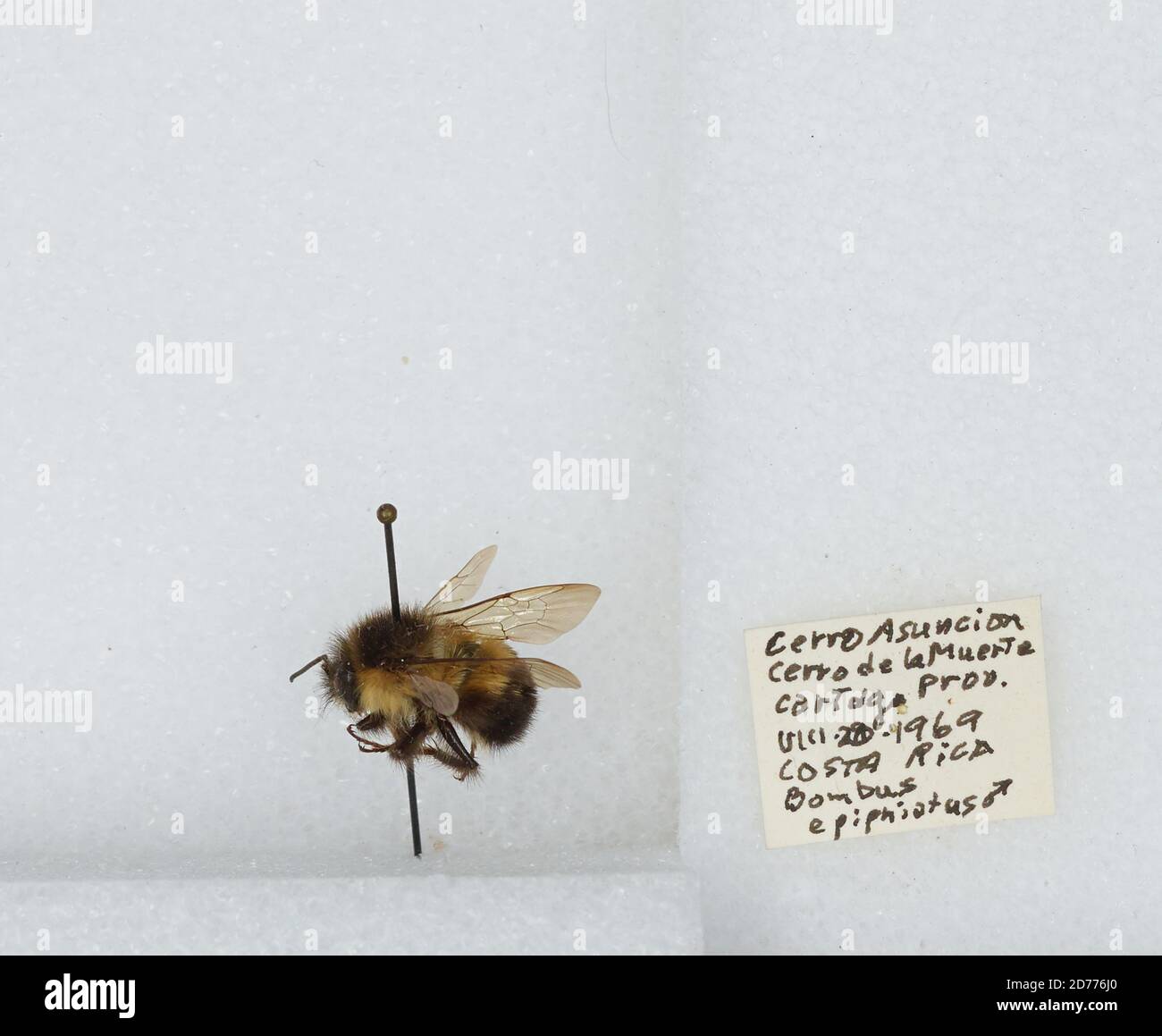 Cerro Asuncion, Cerro de la Muerte, Cartago, Costa Rica, Bombus ...