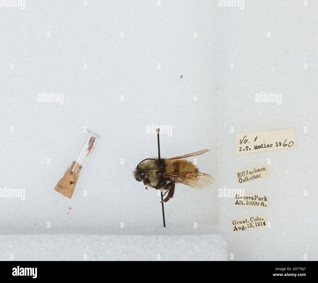 Geneva Park, Grant, Park, Colorado, United States, Bombus ...