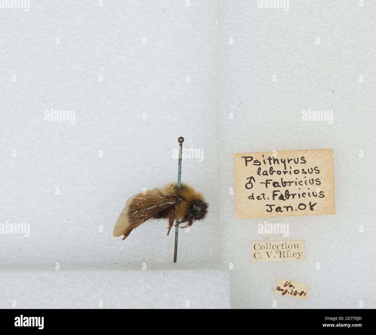 Virginia, United States, Bombus (Psithyrus) citrinus (Smith, 1873 ...