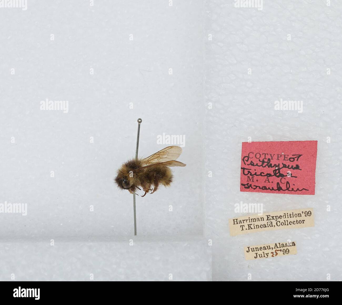 Juneau, Alaska, United States, Bombus (Psithyrus) fernaldae (Franklin ...
