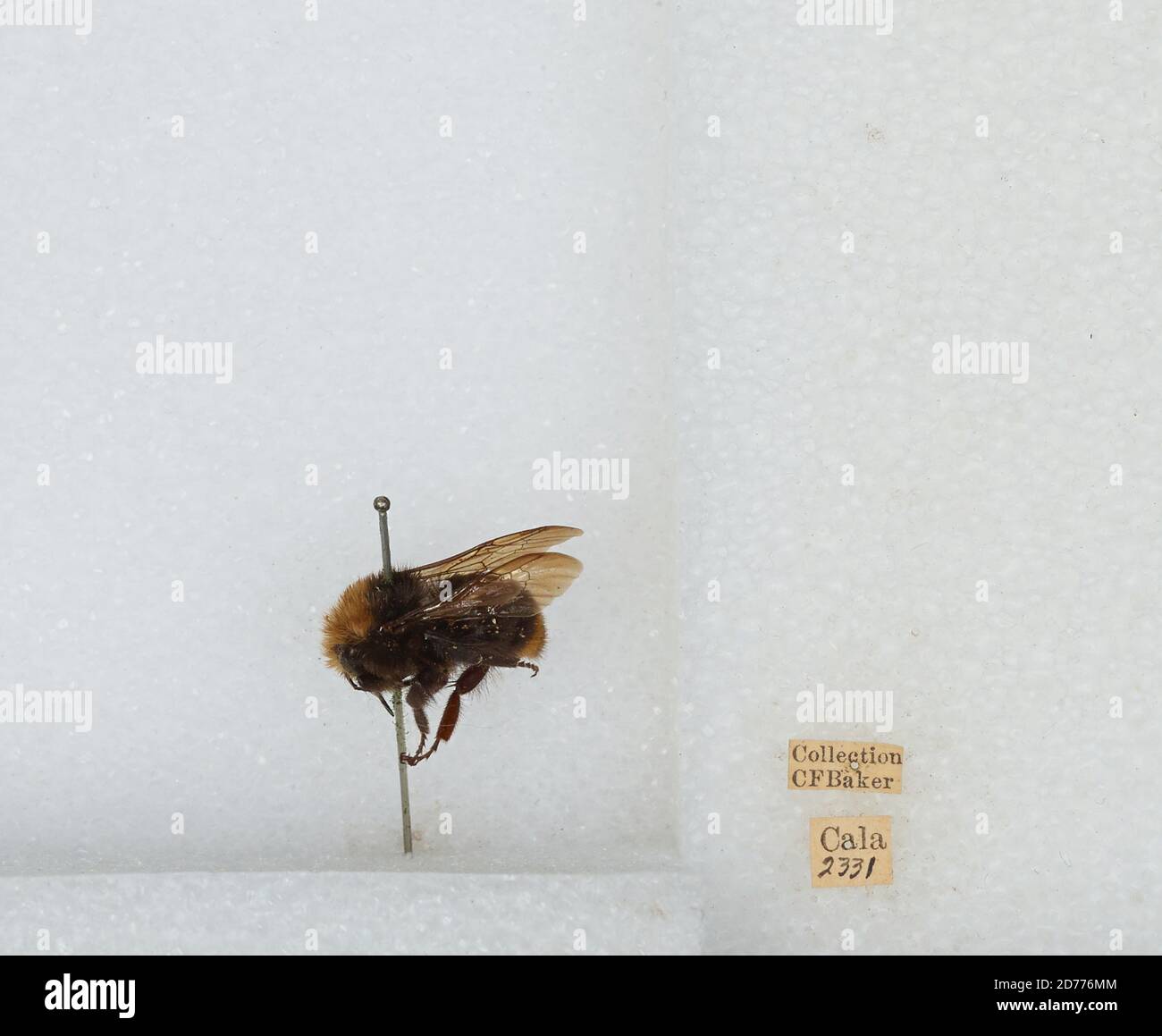 Bombus (Pyrobombus) vosnesenskii Radoszkowski, Animalia, Arthropoda ...