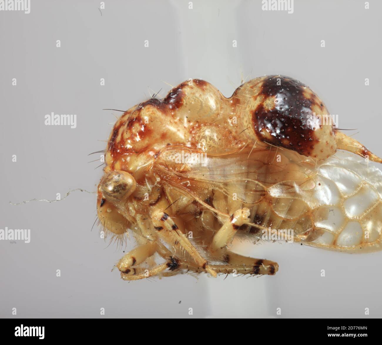 Mexico, Antonae bulbosa Funkhouser, 1930, Animalia, Arthropoda, Insecta ...