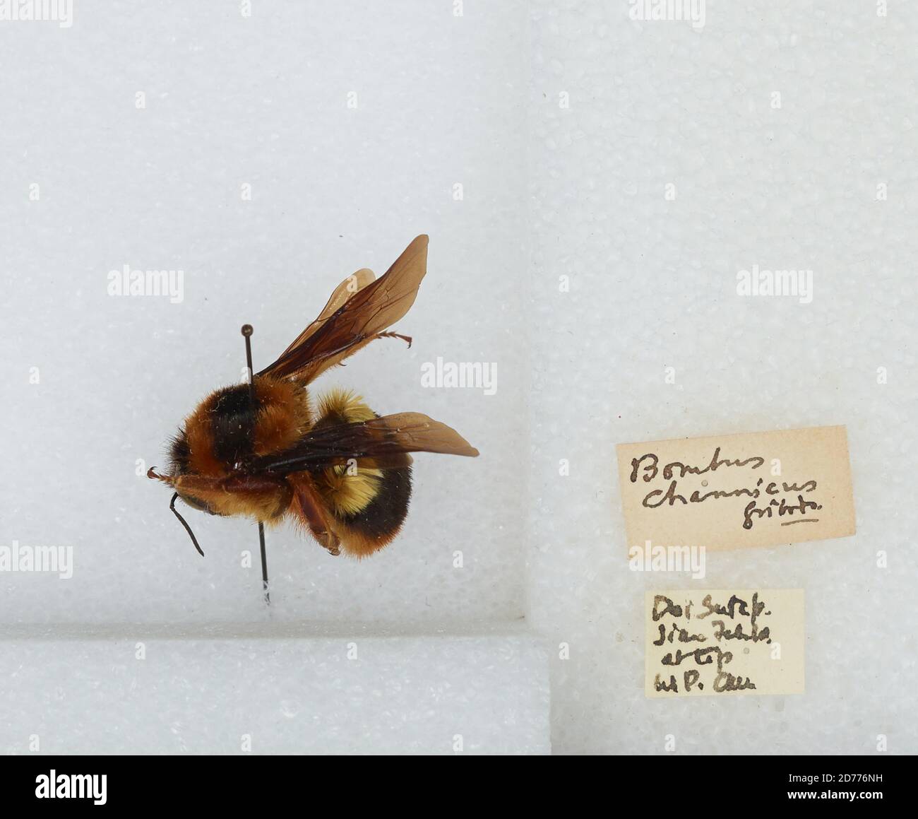 Doi Suthep Mountain at top, Chiang Mai Province, Thailand, Bombus ...