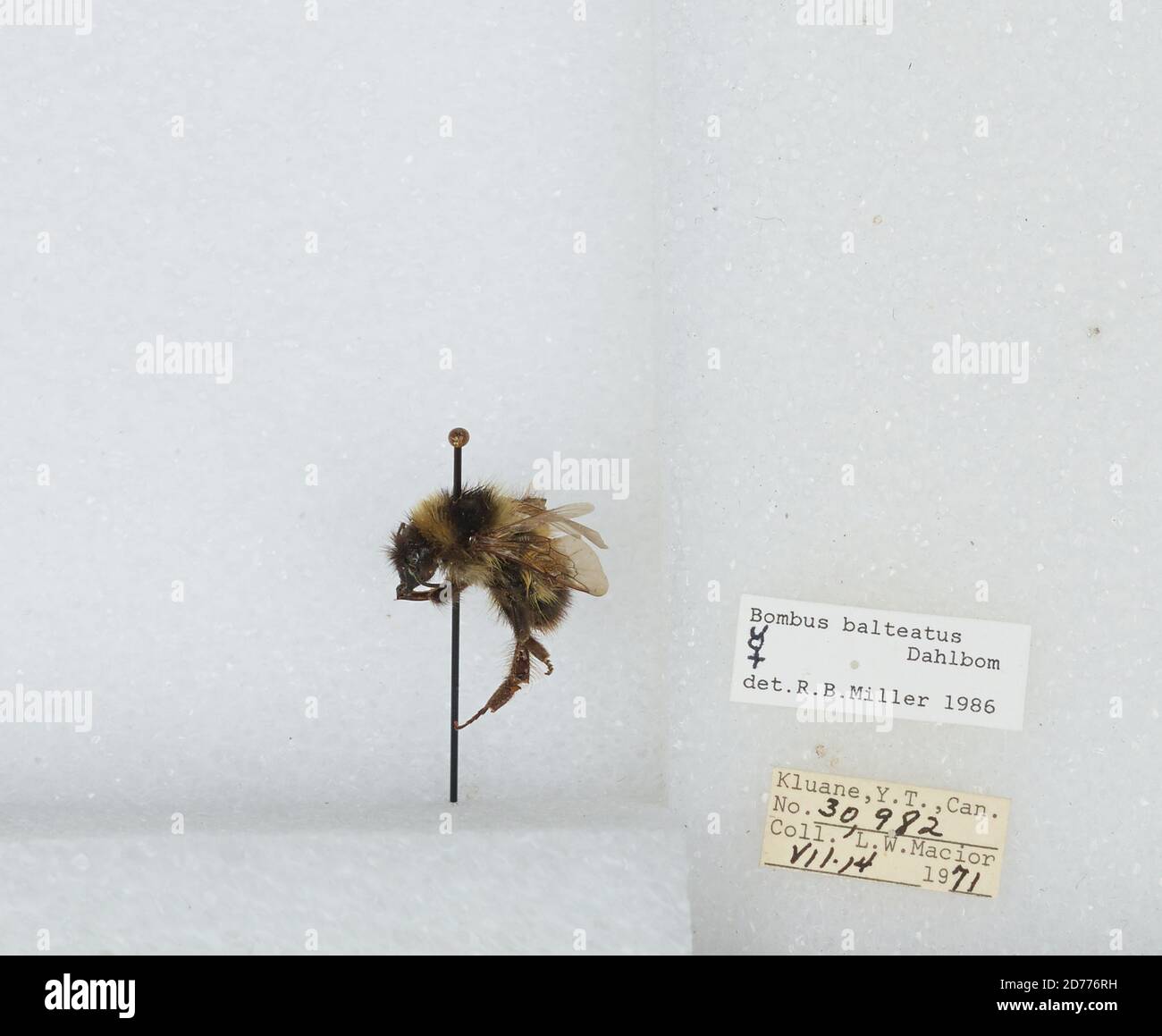 Kluane, Yukon Territory, Canada, Bombus (Alpinobombus) balteatus ...