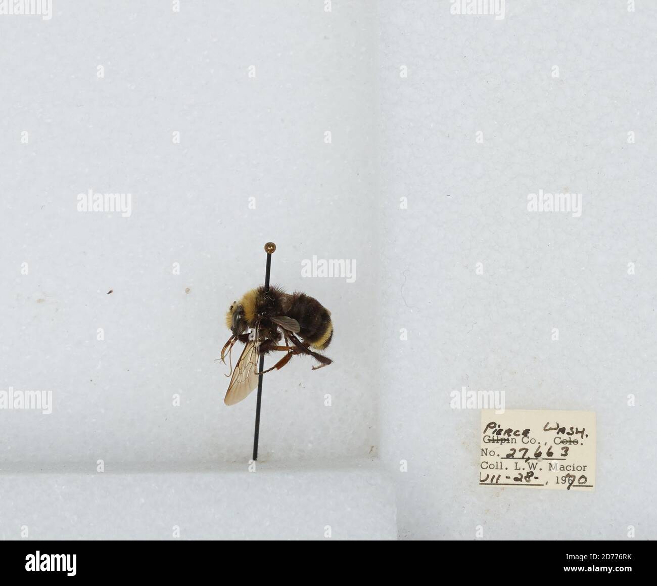 Pierce, Washington, United States, Bombus (Pyrobombus) vosnesenskii ...