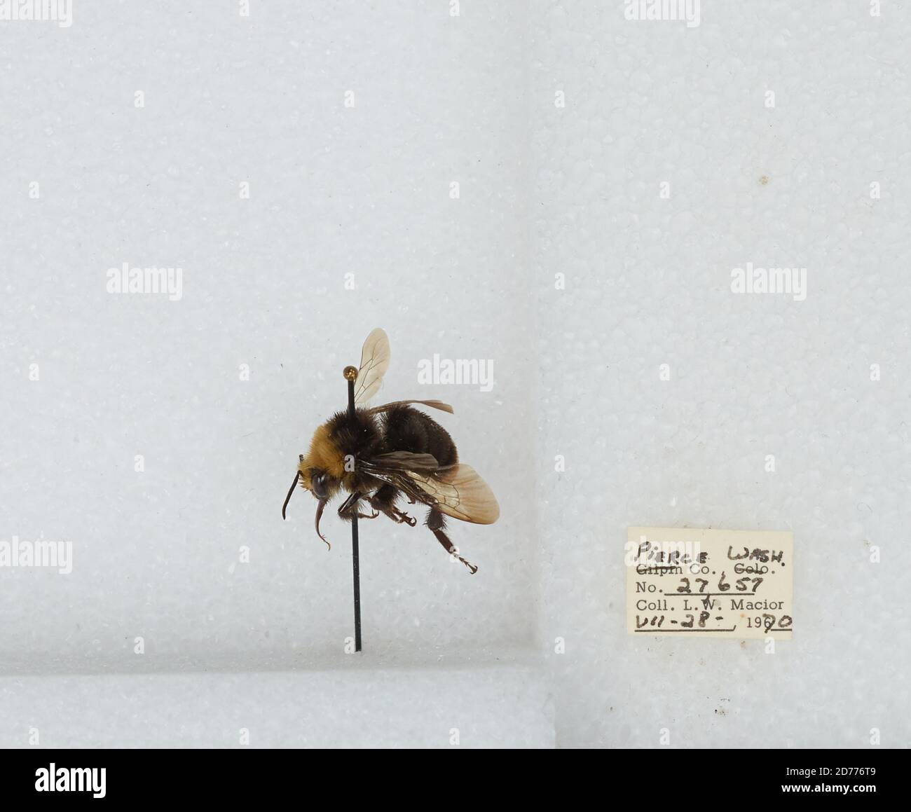 Pierce, Washington, United States, Bombus (Pyrobombus) vosnesenskii ...