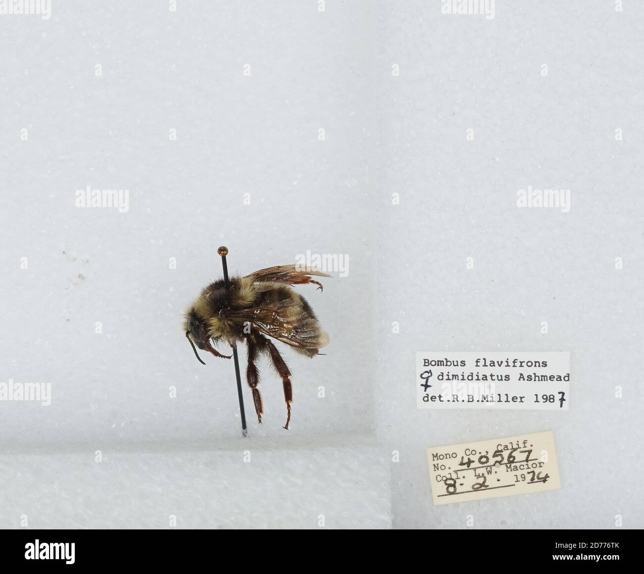 Mono, California, United States, Bombus (Pyrobombus) flavifrons Cresson ...