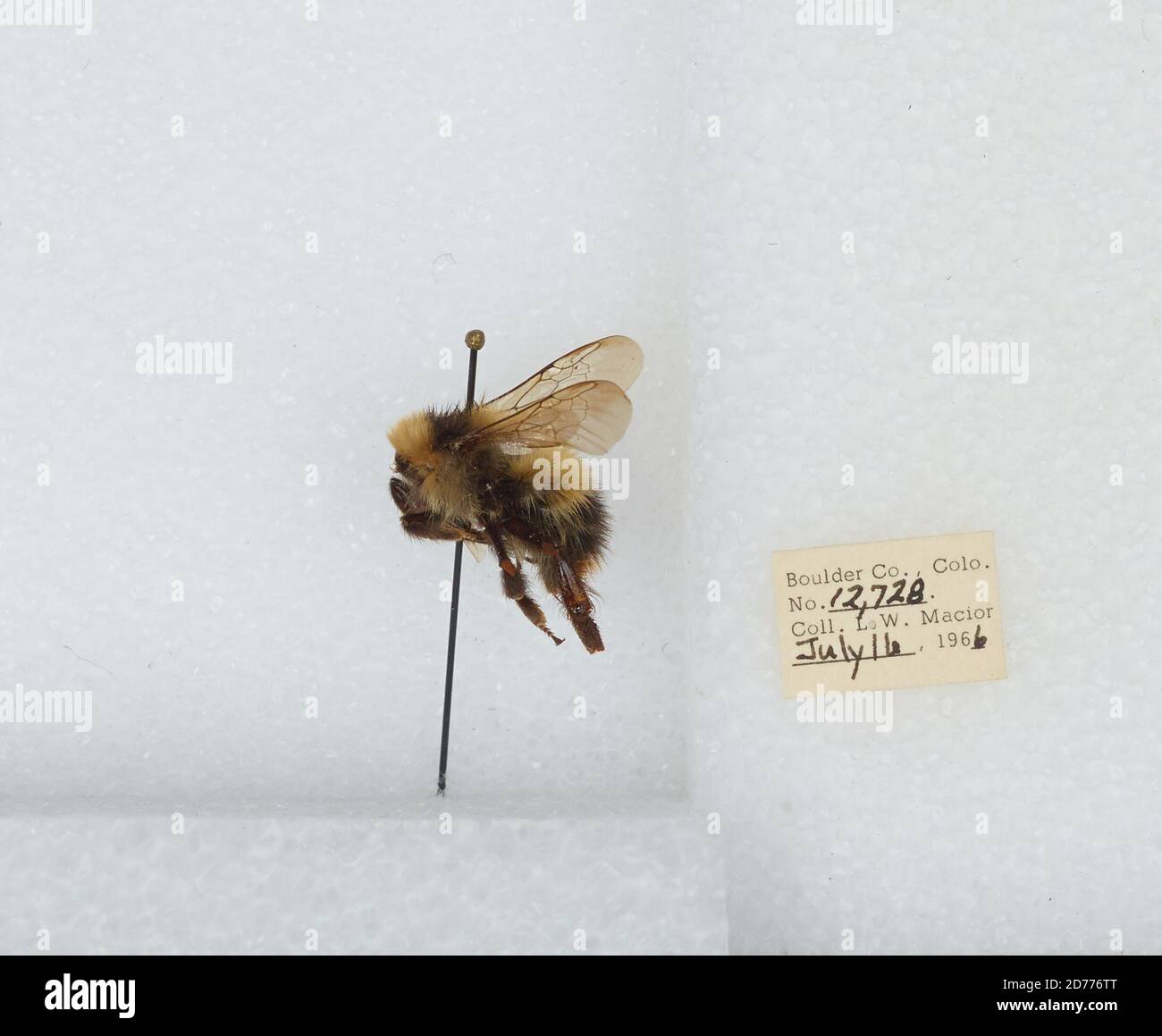 Boulder, Colorado, United States, Bombus (Alpinobombus) balteatus ...