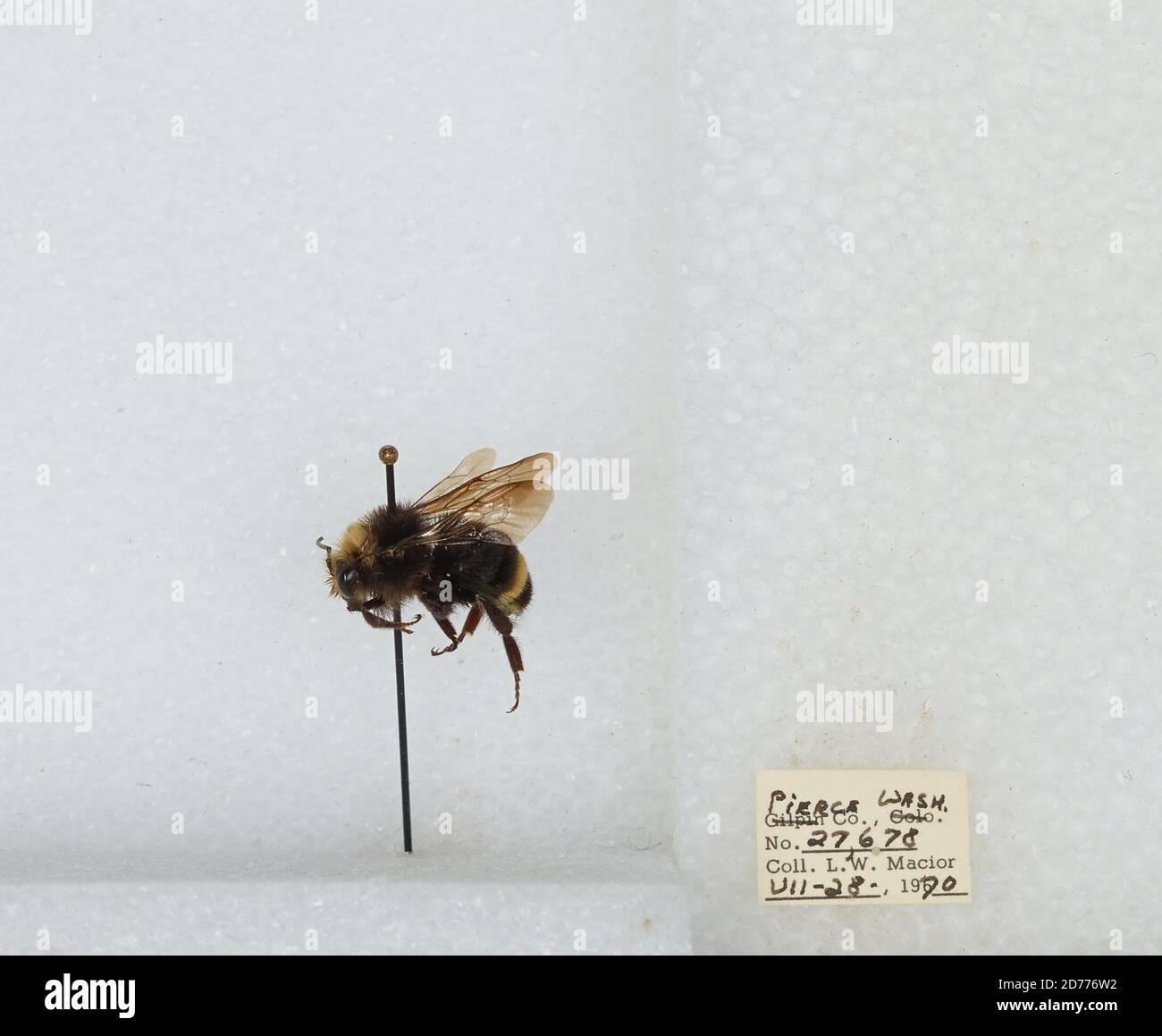 Pierce, Washington, United States, Bombus (Pyrobombus) vosnesenskii ...