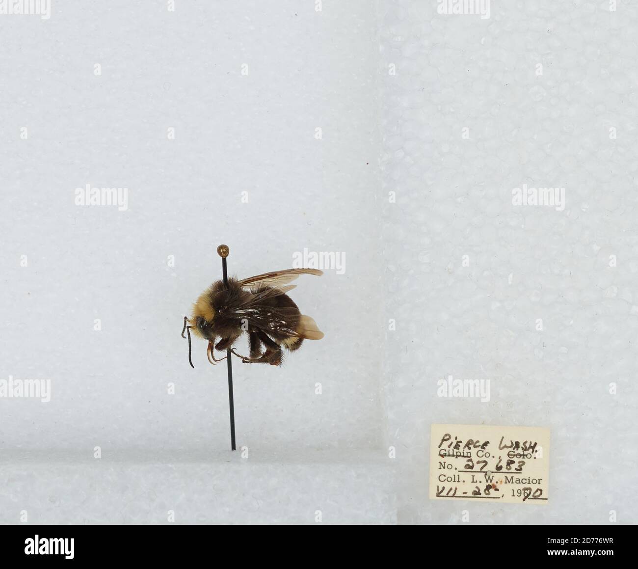 Pierce, Washington, United States, Bombus (Pyrobombus) vosnesenskii ...