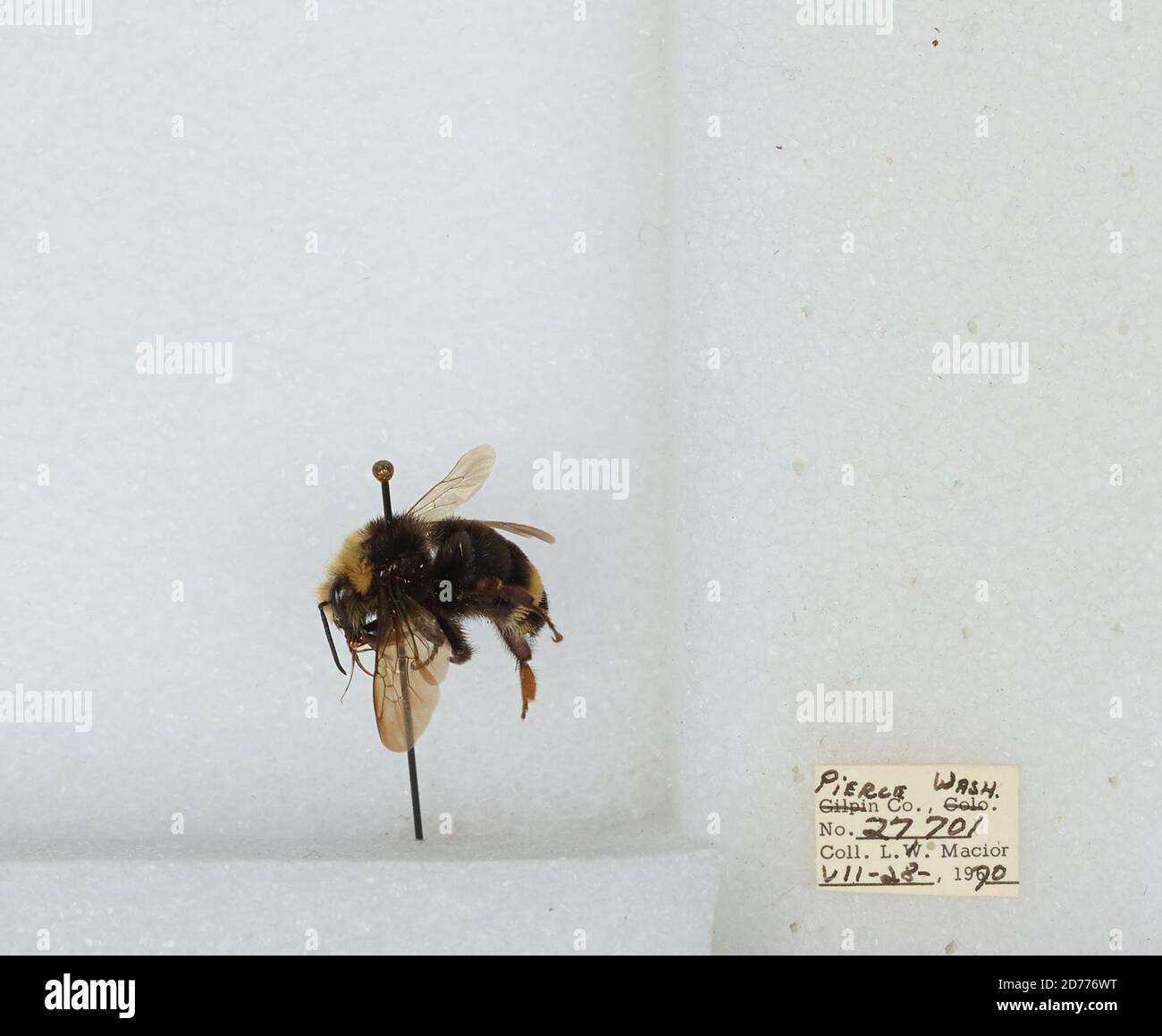 Pierce, Washington, United States, Bombus (Pyrobombus) vosnesenskii ...
