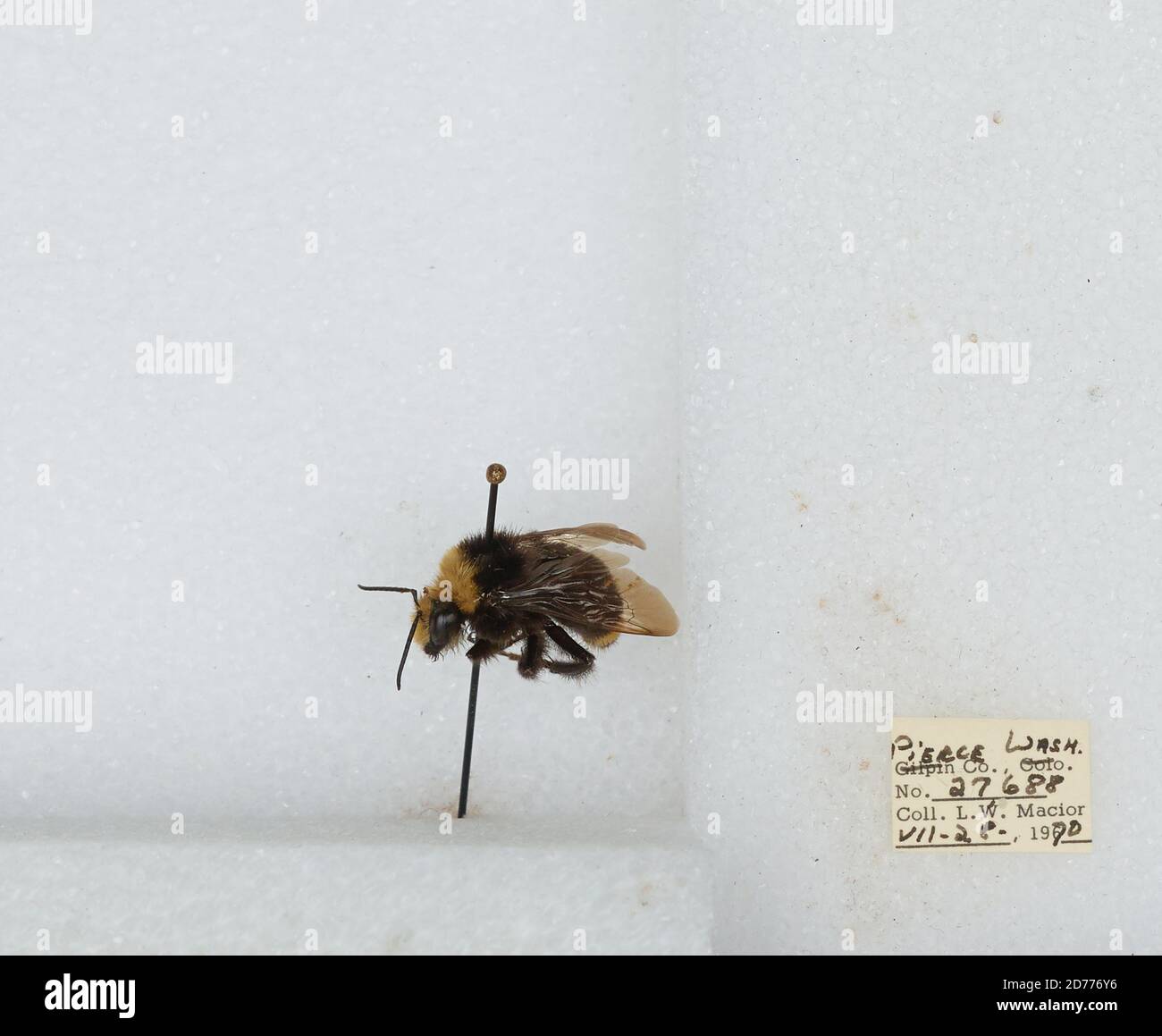Pierce, Washington, United States, Bombus (Pyrobombus) vosnesenskii ...