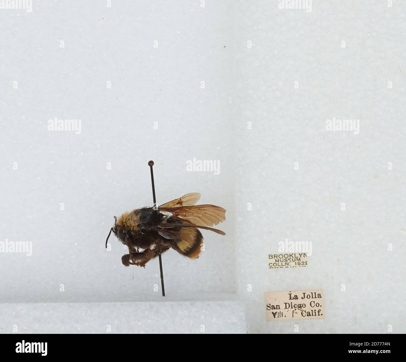 La Jolla, San Diego, California, United States, Bombus (Crotchiibombus ...