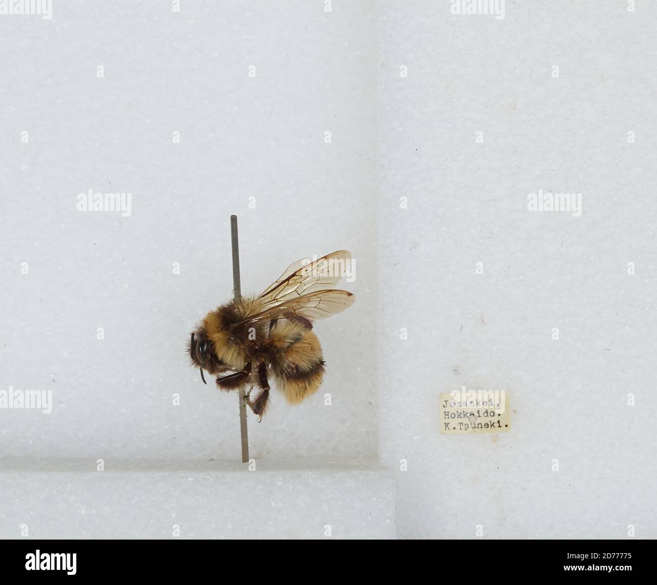 J?zankei, Hokkaid?, Japan, Bombus (Bombus) ignitus Smith, Animalia, Arthropoda, Insecta ...