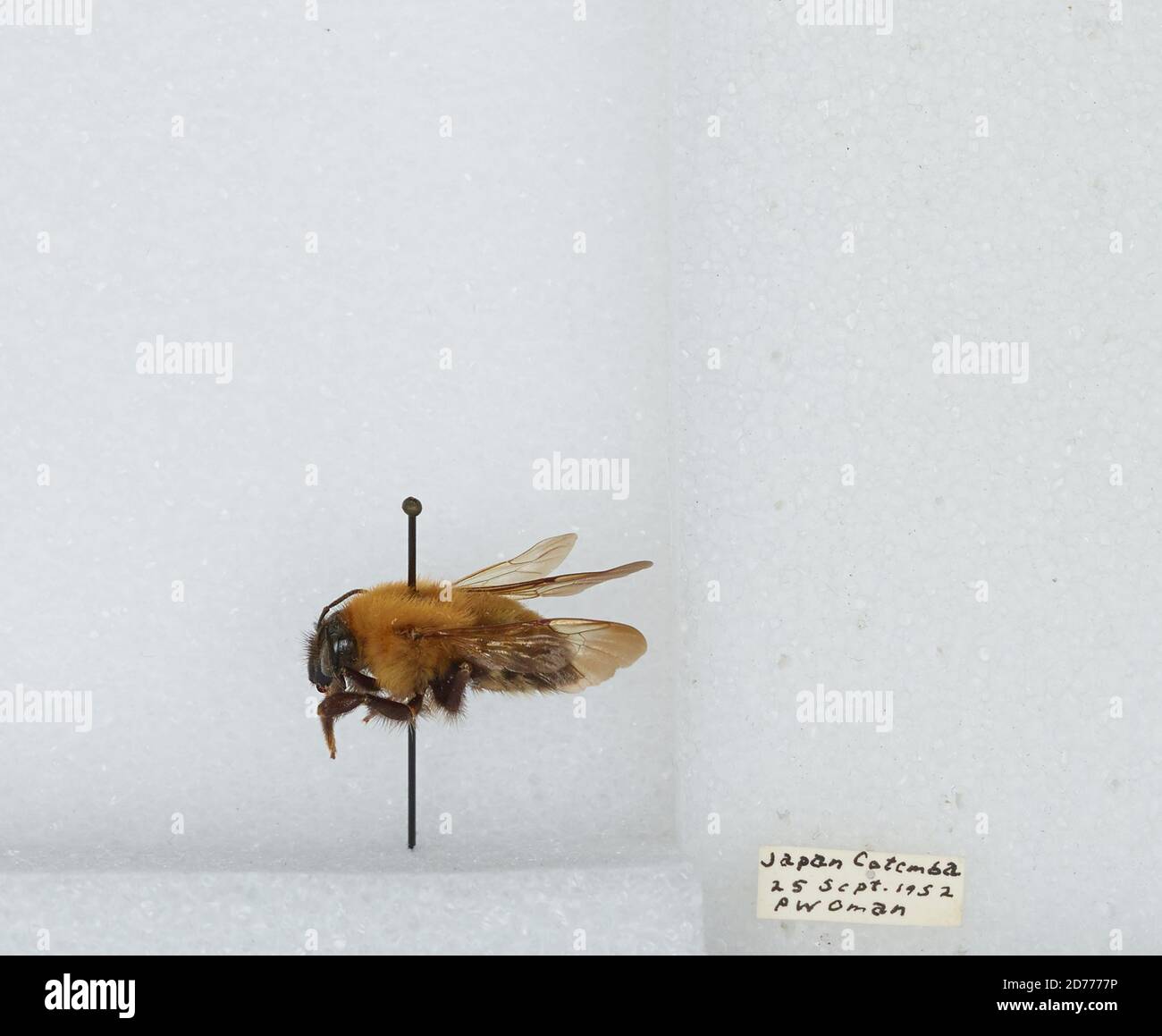 Gotemba, Japan, Bombus (Diversobombus) diversus Smith, Animalia ...