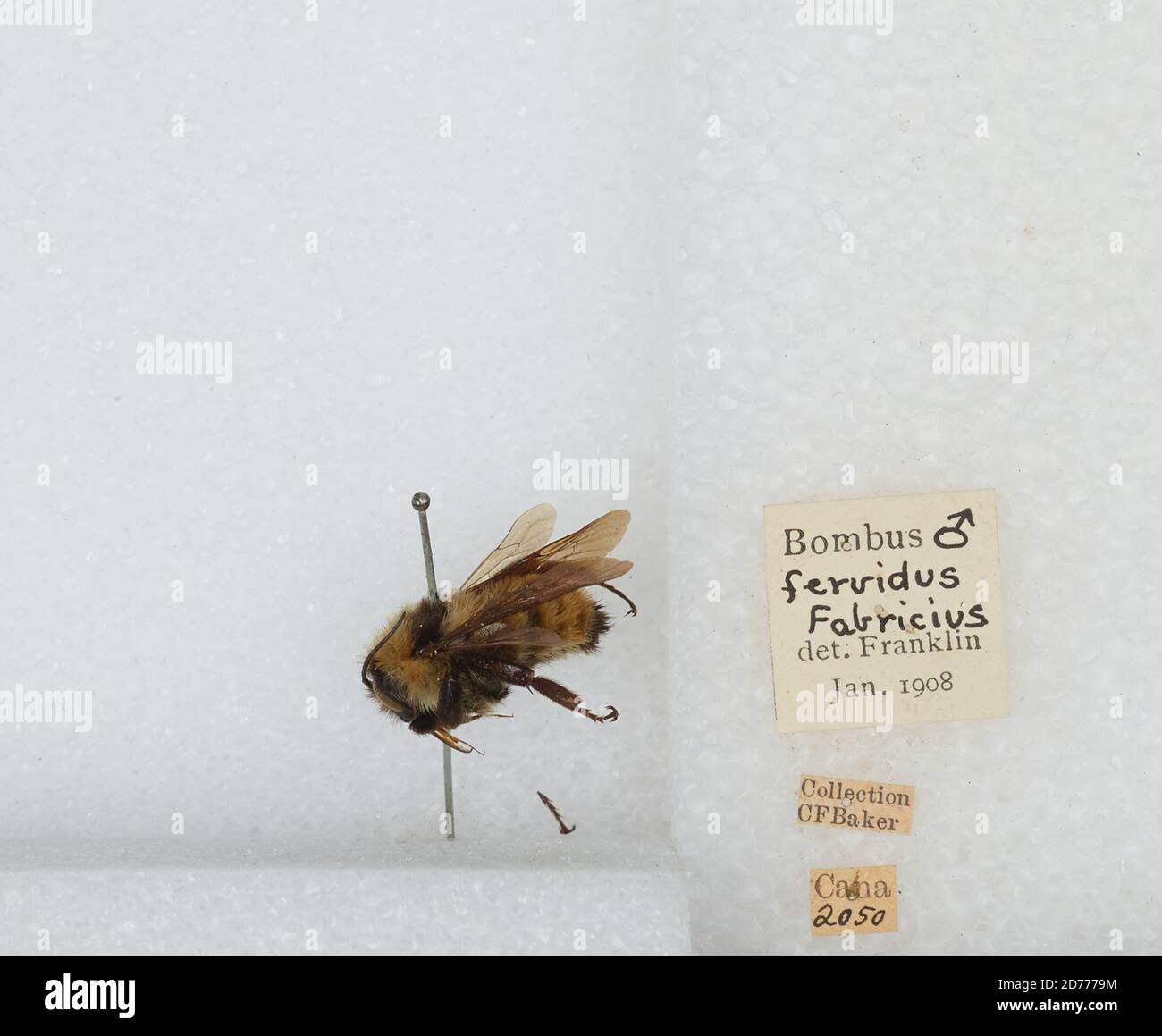 Canada, Bombus (Fervidobombus) fervidus fervidus (Fabricius), Animalia ...