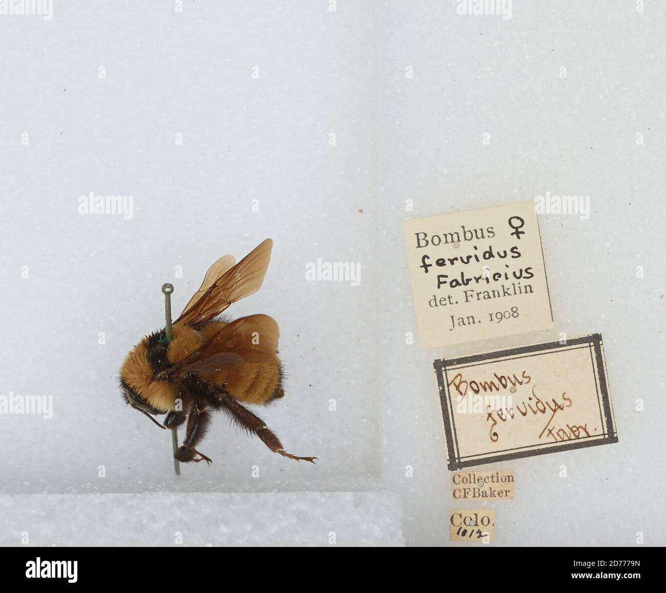 Colorado, United States, Bombus (Fervidobombus) fervidus fervidus ...