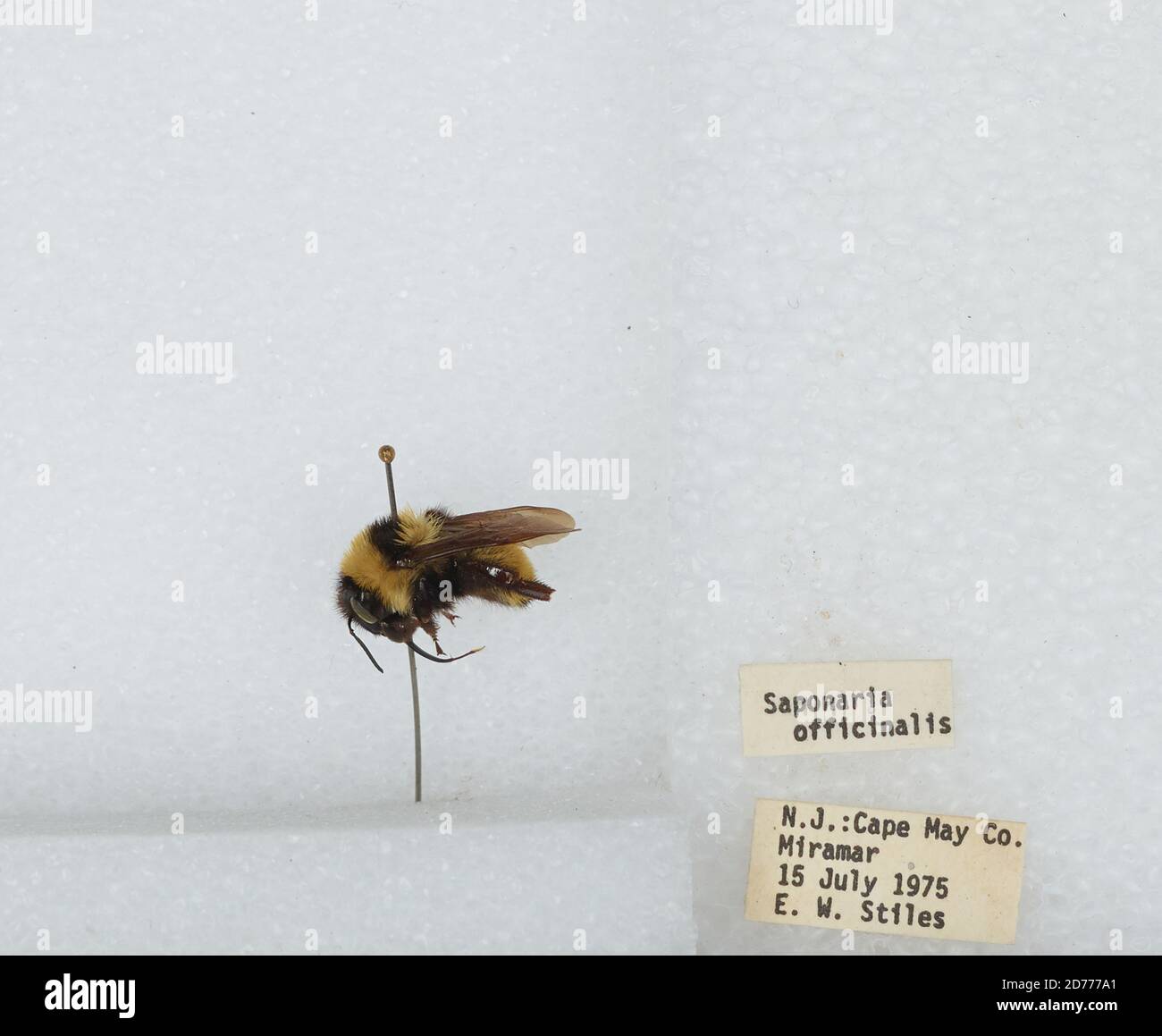 Miramar, Cape May, New Jersey, United States, Bombus (Fervidobombus ...