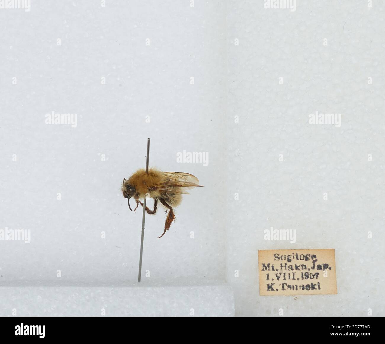 Mt. Haku, Japan, Bombus (Diversobombus) diversus Smith, Animalia ...