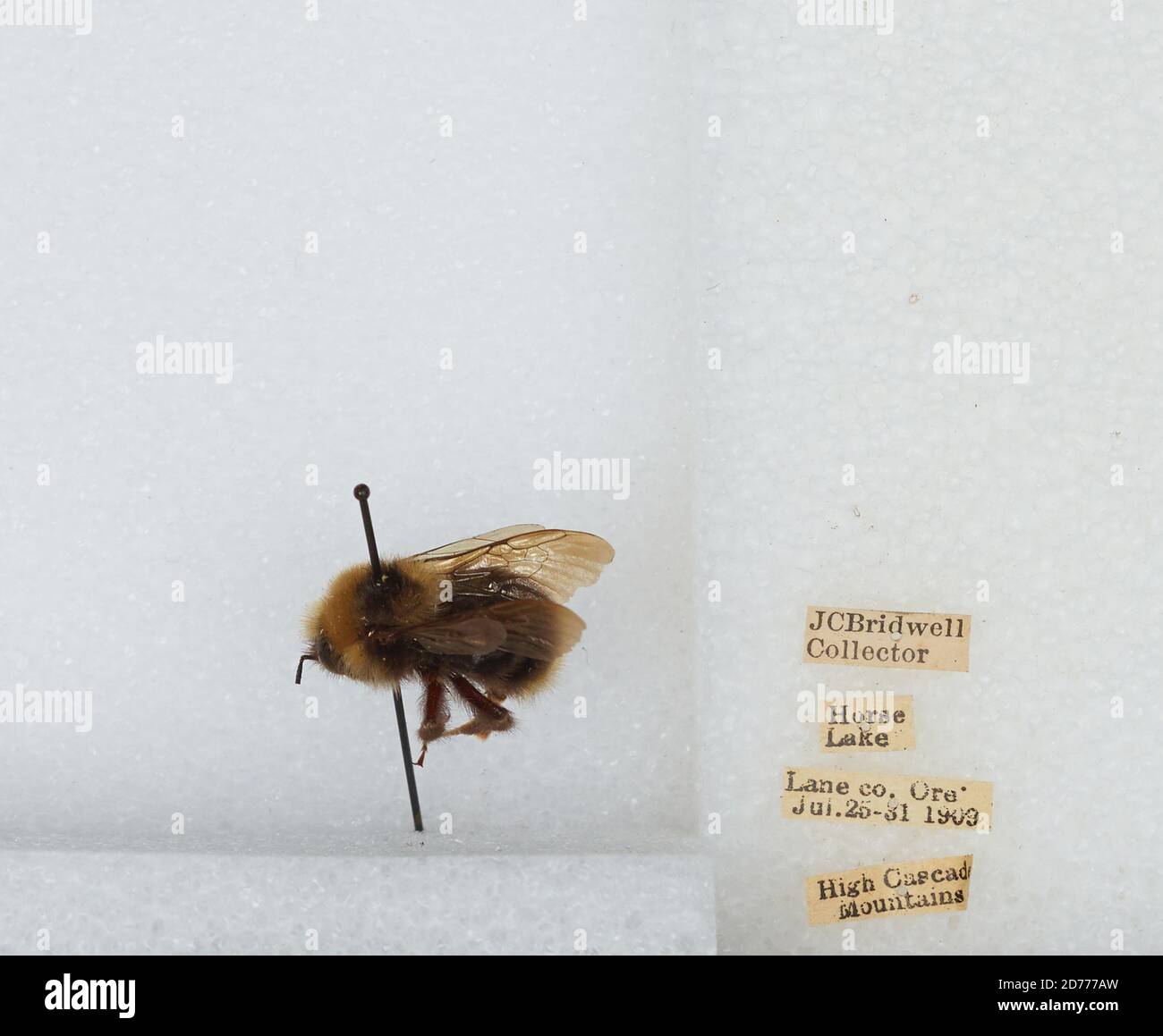 Horse Lake, High Cascade Mountains, Lane, Oregon, United States, Bombus ...