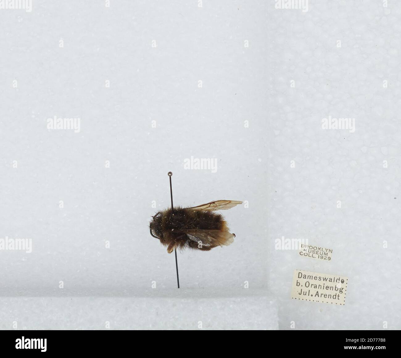 Umiat, Brandenburg, Germany, Bombus (Psithyrus) barbutellus (Kirby ...
